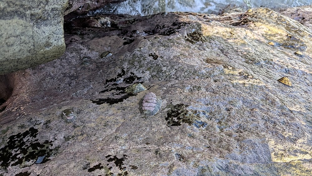 【絶景の宝庫！】海辺の岩場「三浦・岩礁のみち」を歩いてみる【三浦半島人気ウォーキングコース】 | 三浦半島ポータルマガジン(MIURA ...